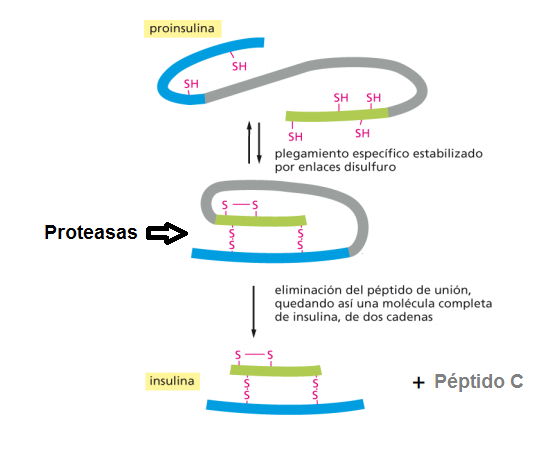 El demonio desatado: INSULINA (I): EFECTOS Y REGULACIÓN DE LA INSULINA