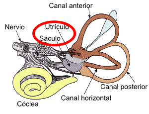 Sistemas Sensoriales