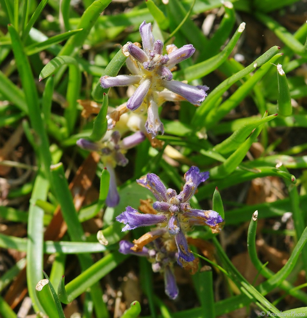 Flore de Camargue: Orobanche ramosa, Orobanche ramifiée
