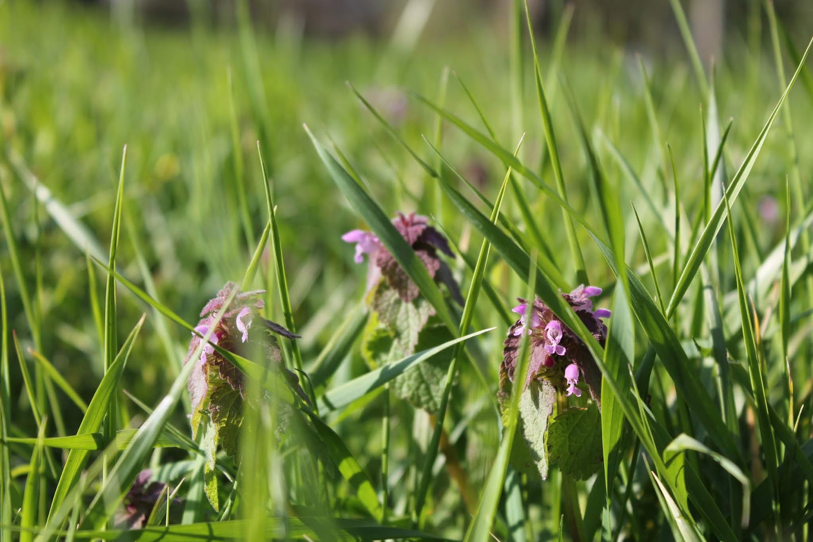 Lamier pourpre, Lamium purpureum, Famille Lamiacées