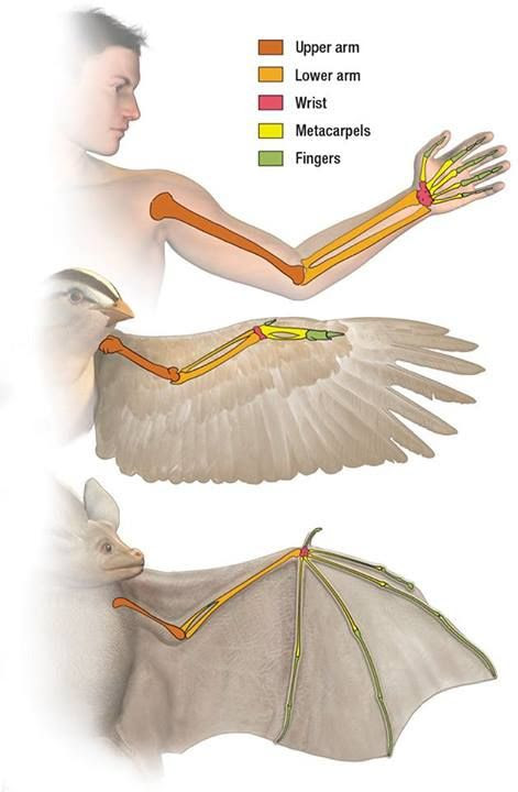 BAT WINGS HAVE EVOLVED TO BE DIFFERENT YET SIMILAR TO OTHER SPECIES