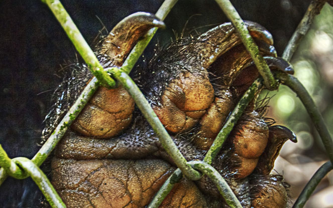 Bali Blog Weekly - Ubud - Bali - Indonesia: Tasikoki Wildlife Rescue Center