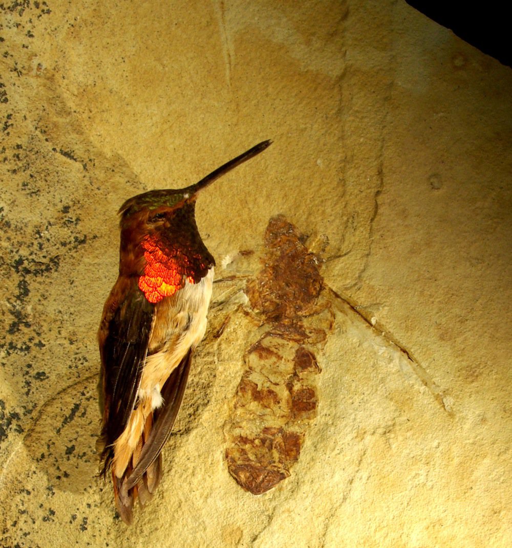 Documentalium: Insectos prehistóricos gigantes