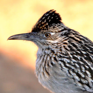 Blessed Little Creatures: The Road Runner Fast Food Restaurant in my ...