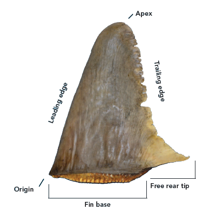 Identifying Shark Fins: SHARK FINS