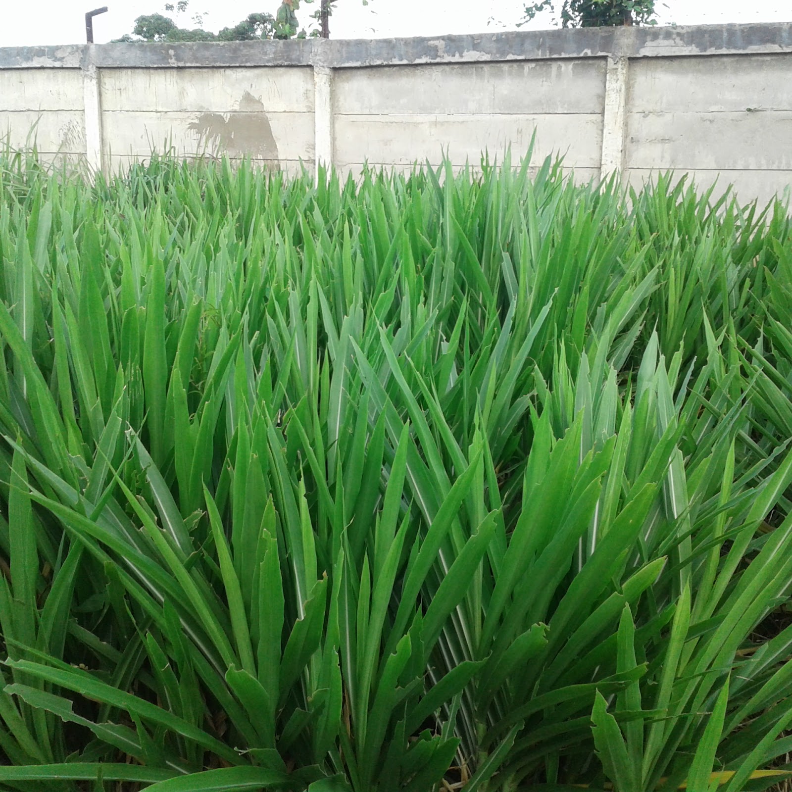 UPTD PETERNAKAN WIL III LEBAK: Mengenal Jenis-jenis Rumput Berkualitas ...