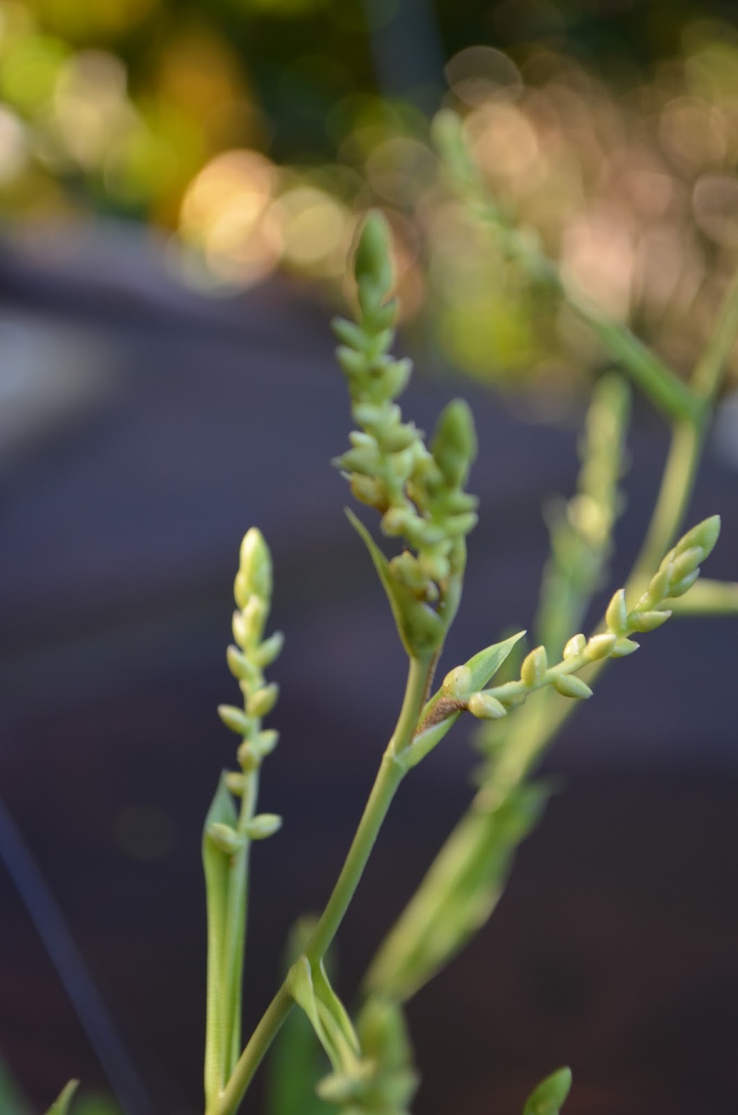 Succulent Bromeliads and others : Catopsis in flower