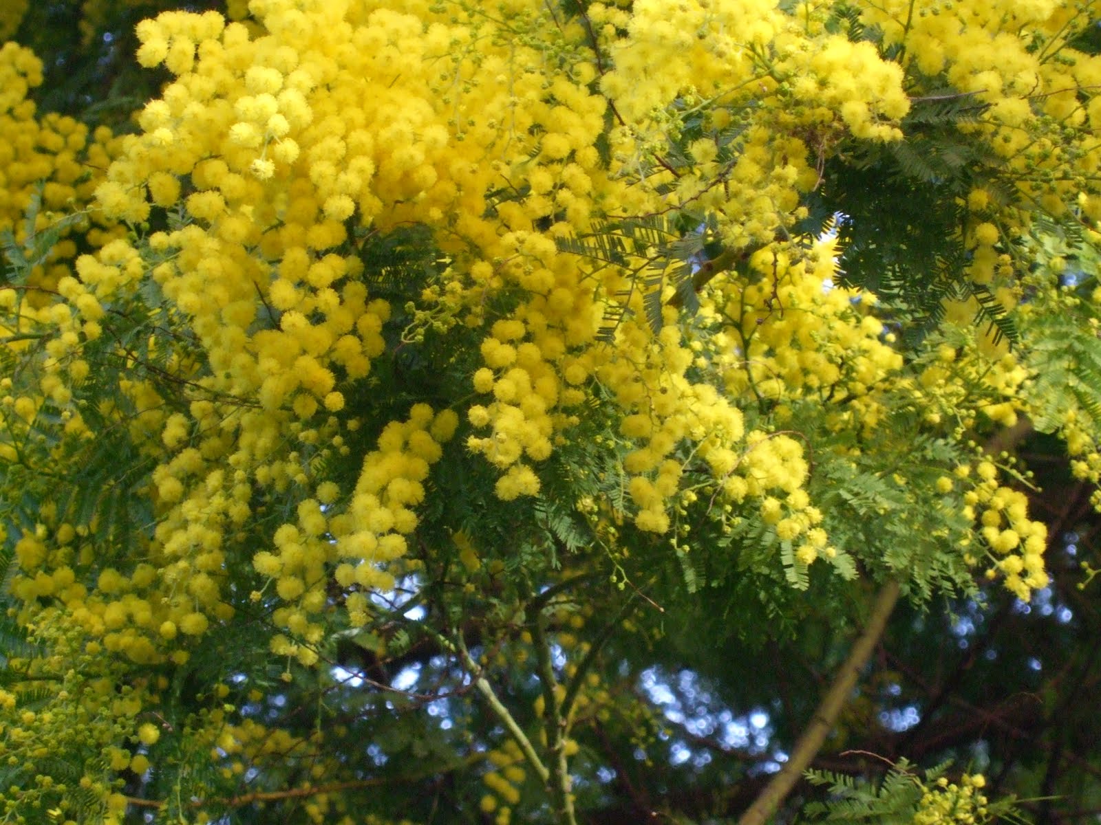 flavia:il mio magico mondo: LE MIMOSE...GIA' FIORITE