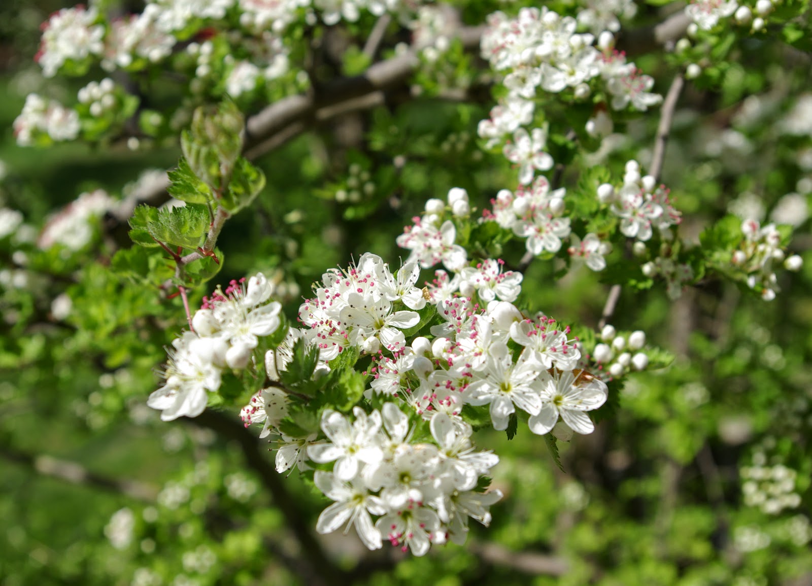 sweetbay: Coker Arboretum and Sisters' Garden, on a sunny day