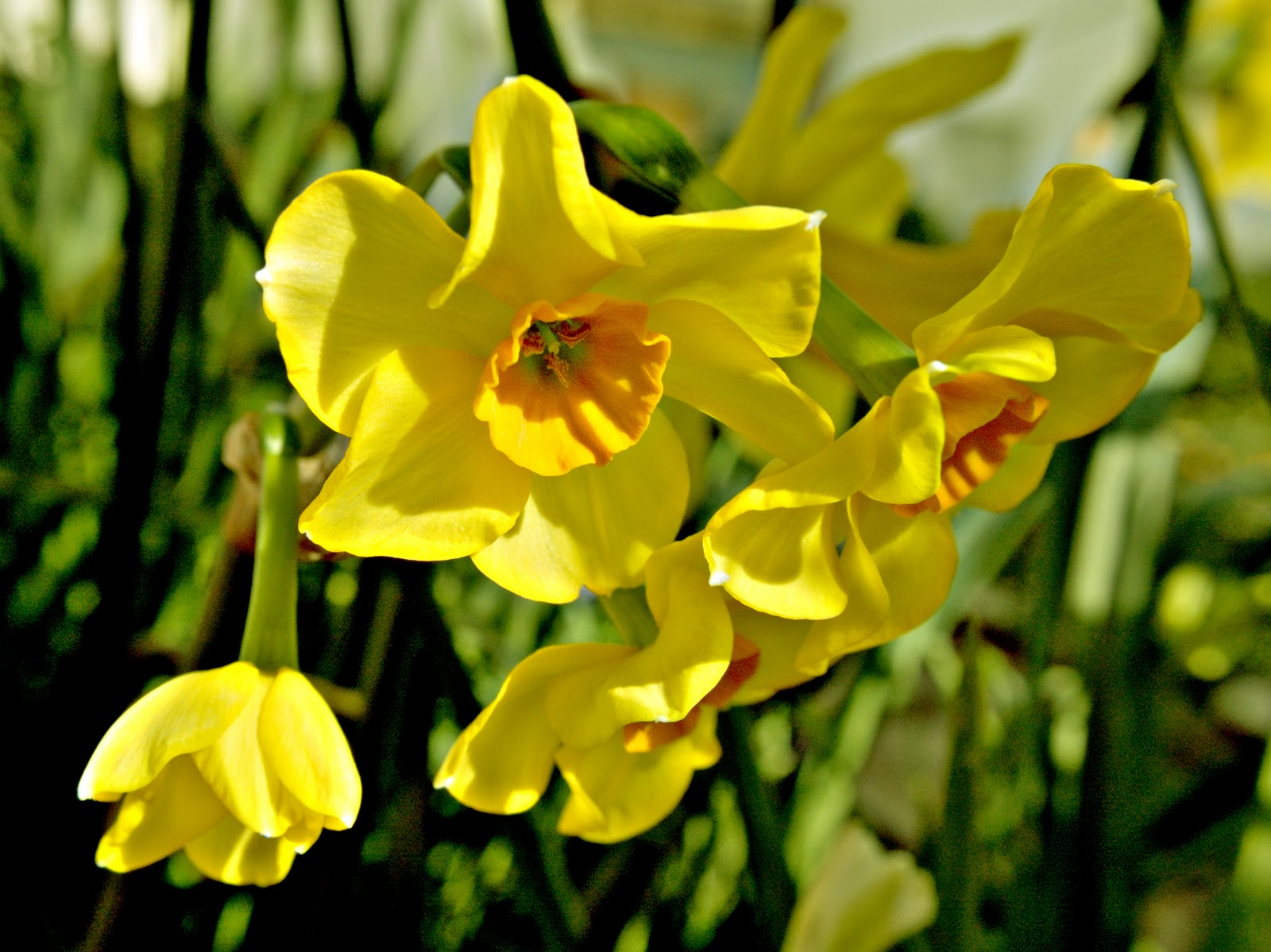 ARTE Y JARDINERÍA : NARCISO. Familia Amaryllidaceae