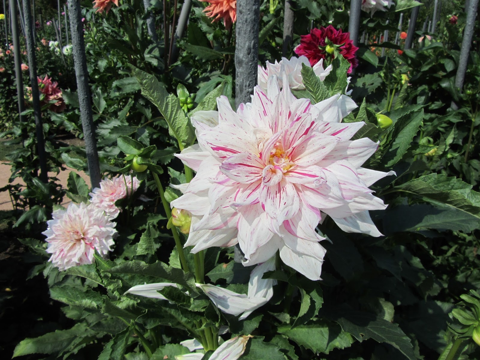 Come Piantare i Bulbi delle Dalie (Dahlia spp.) ? Come Si Coltivano ...
