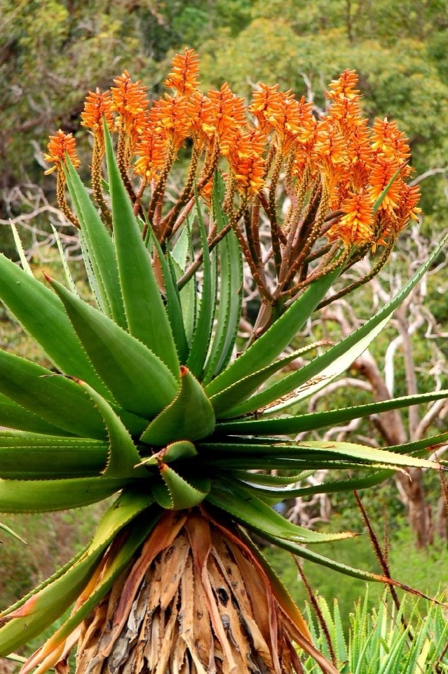 The Aussie Van's: Kings Park outing - Father's Day