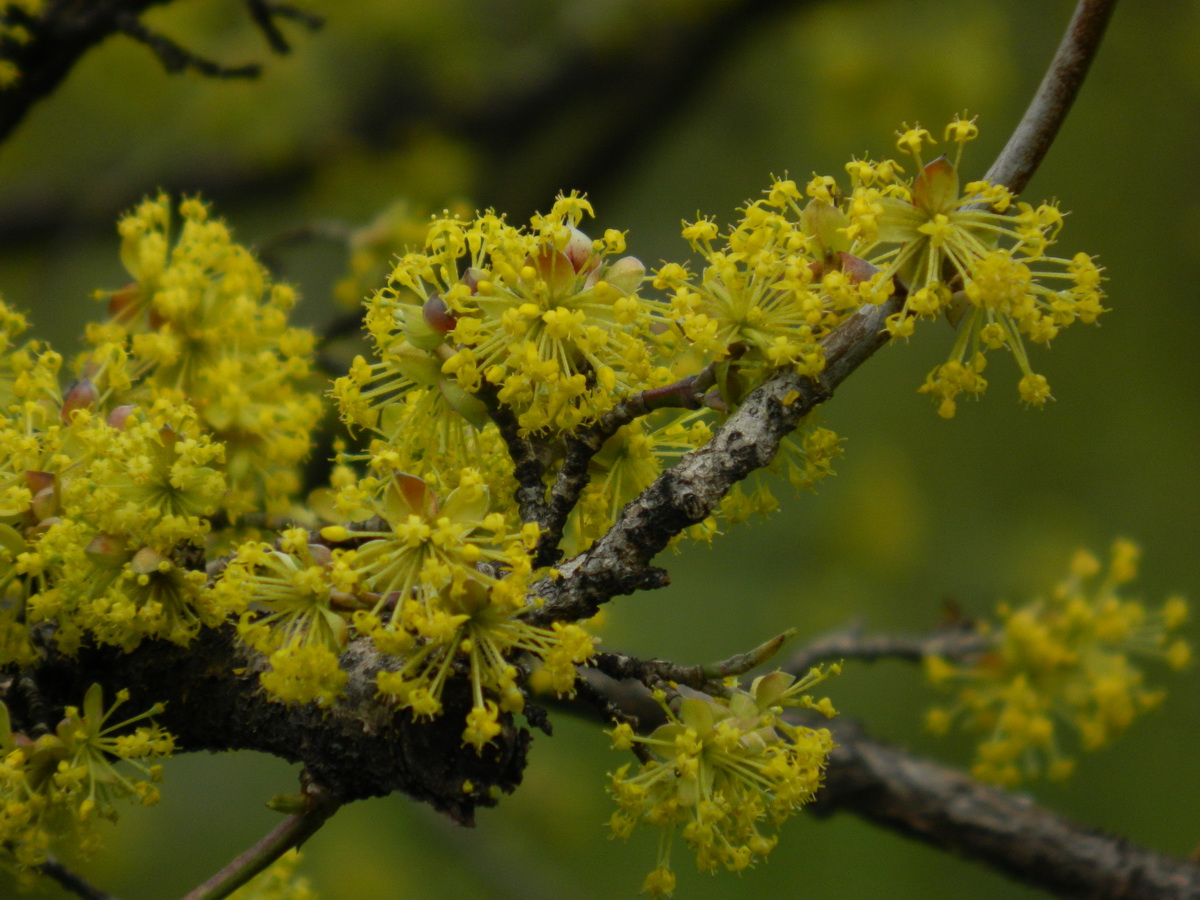 LA MULTI ANI, ROMANIA!: Pom inflorit cu flori galbene