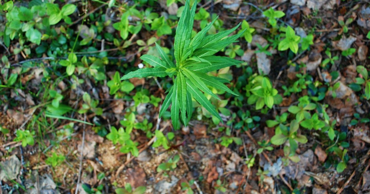 Fattigmans sparris, mjölkört / rallarros