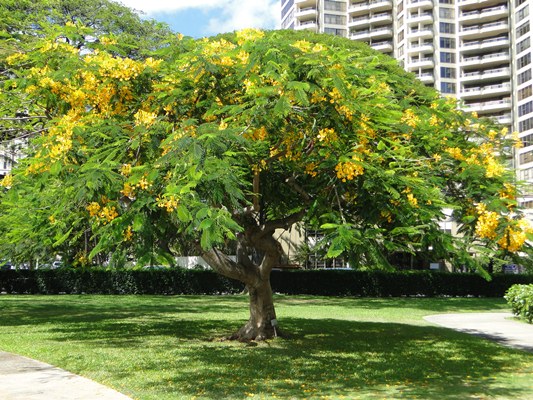 Reynolds Renditions : Flowering Trees In Hawaii (Photos)
