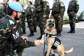 PERROS DE GUERRA EN LA CONQUISTA DE AMÉRICA: FUERZA DE CHOQUE ...