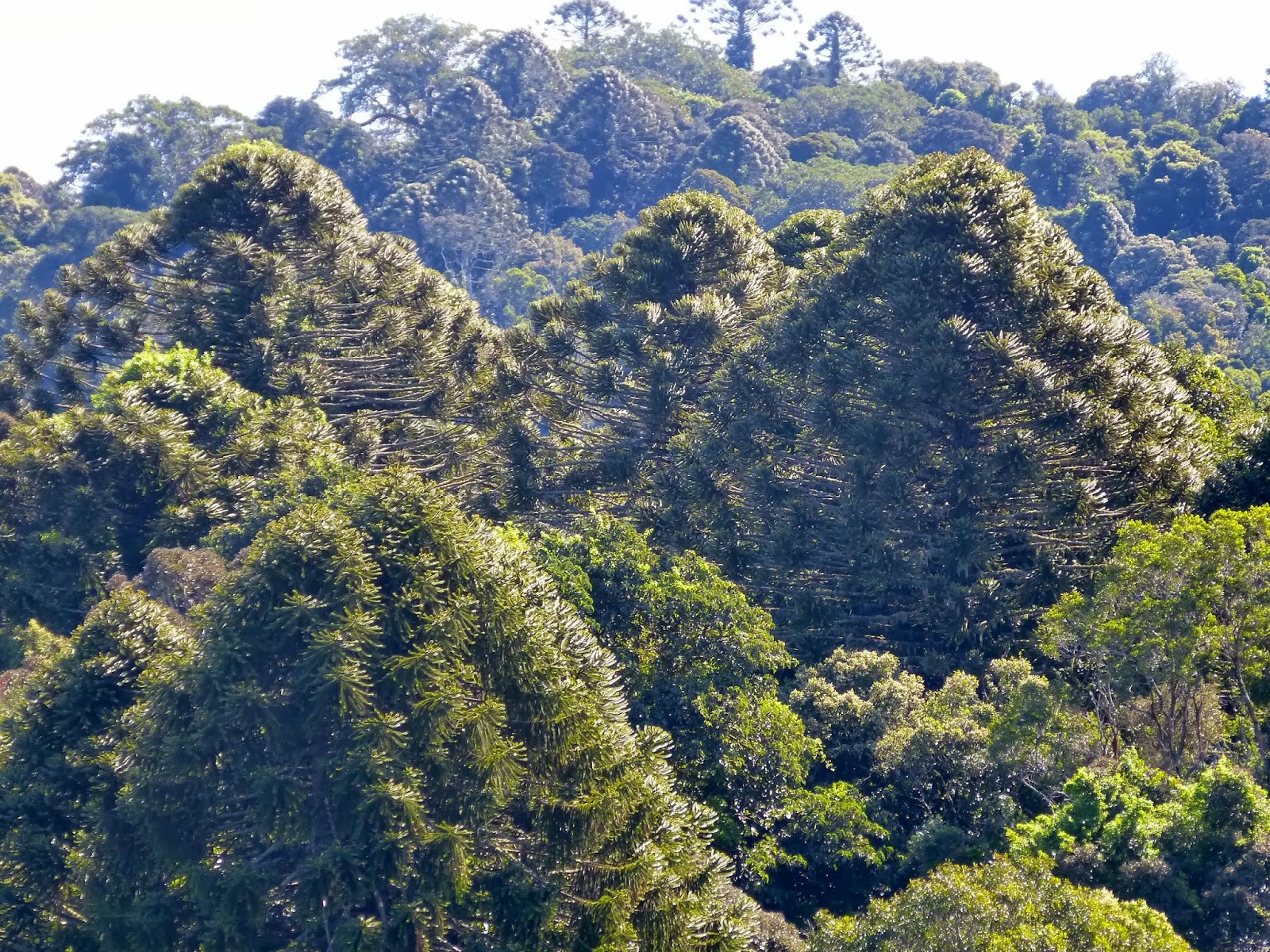 Ray's Retirement: Red dirt and Bunya pines