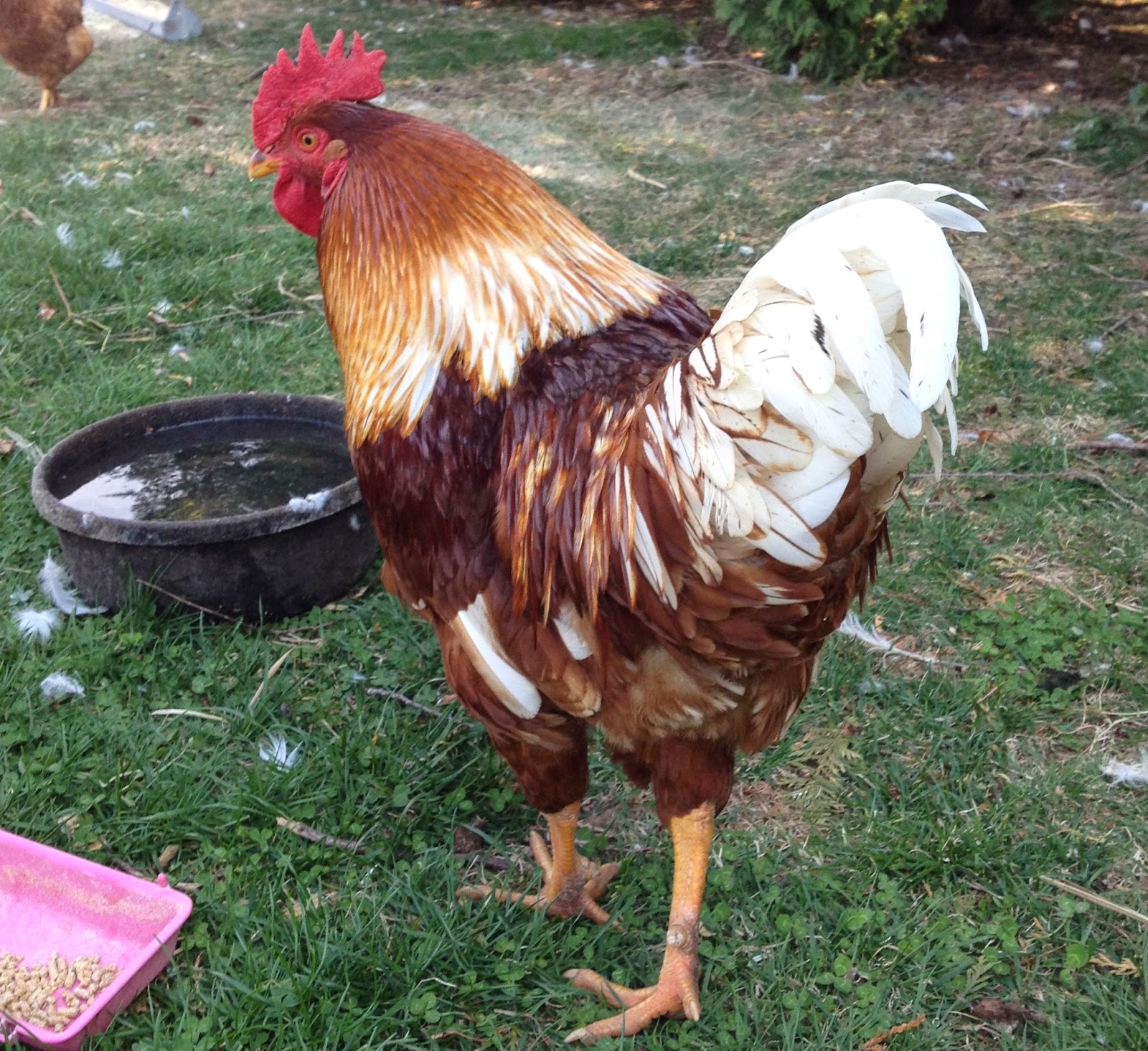 Browders Birds: Cockadoodledoo