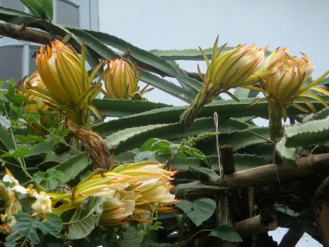 BUAH NAGA – Jati.id