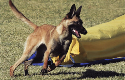 3 Dog Days: A Tail of Two Malinois