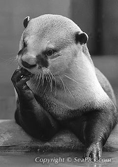 QuestX: Congo Clawless Otter - The Basics