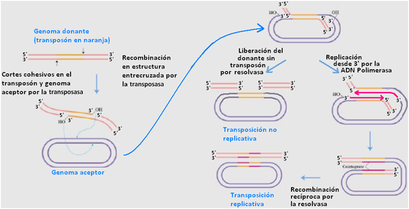 biología Molecular..!: TAREA...#3 Transposón