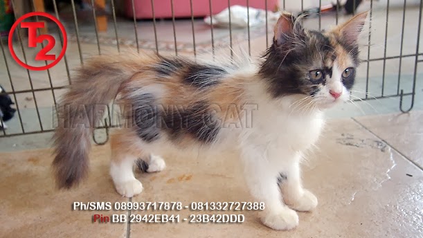 JUAL KUCING BETINA BELANG 3 BULU PANJANG SIDOARJO - SURABAYA ~ Jual ...