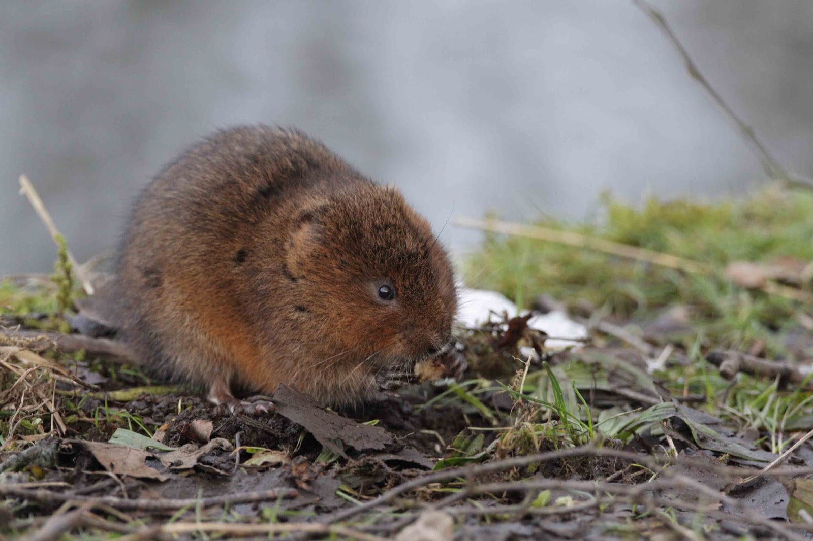 Darley Dale Wildlife: Water Vole - Cromford Canal