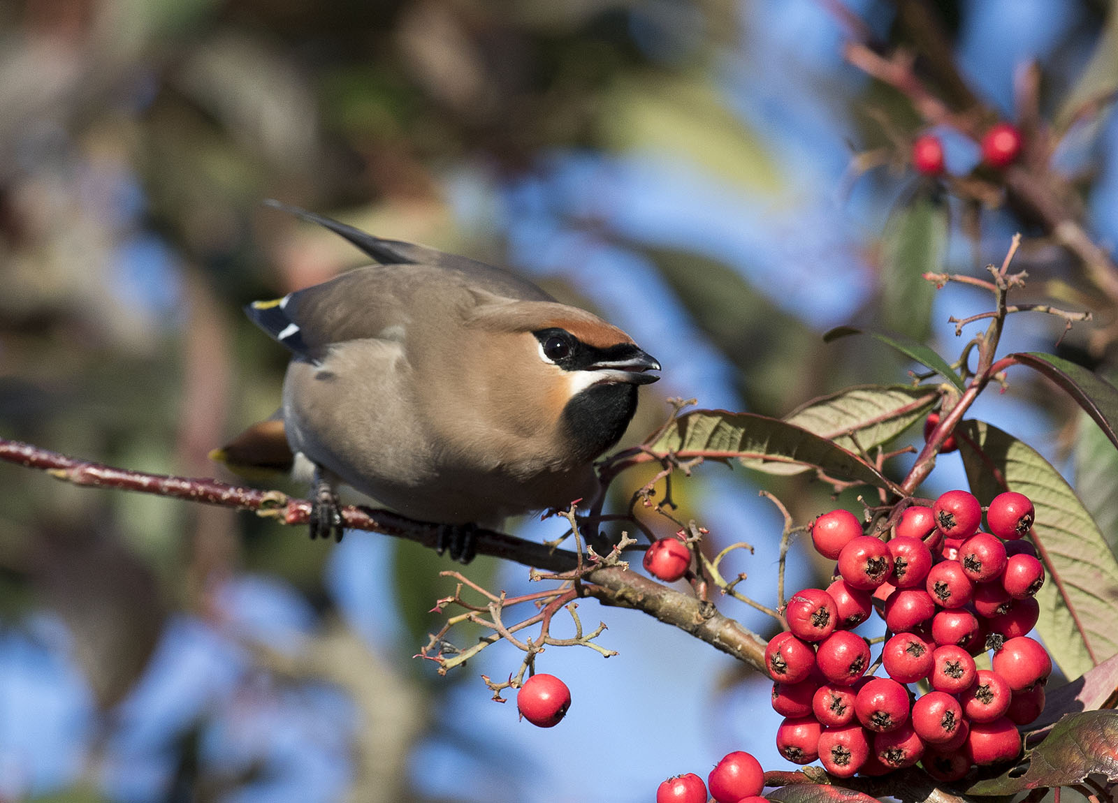pewit: Waxwings in duff tree
