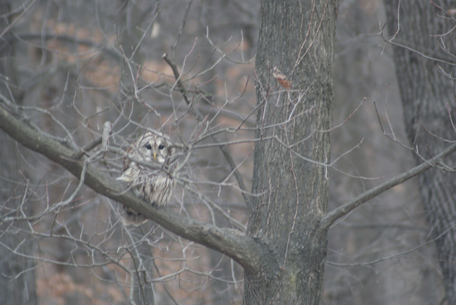 Caribbean Spirituality and Understanding in the Diaspora: Mafuka-Mucaro ...