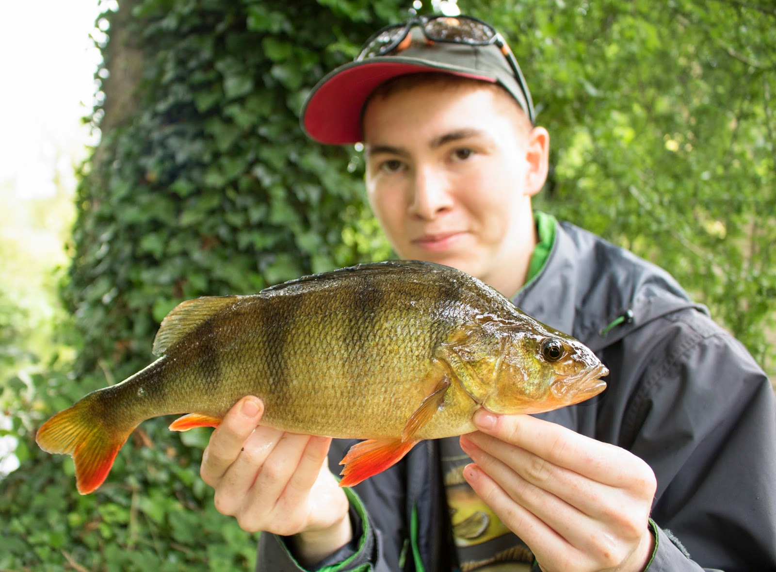 Hampshire Angling Adventures: Perch Fishing on Lures