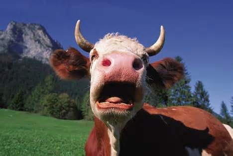 French Vocabulary Illustrated: meugler