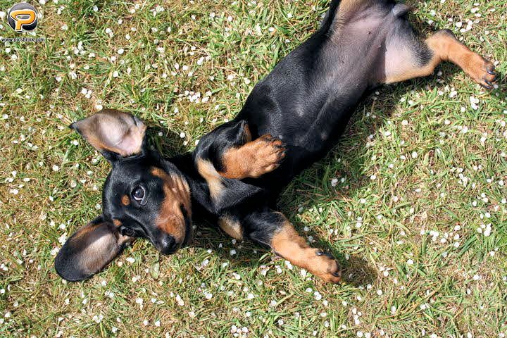 The Long and Short of it All: A Dachshund Dog News Magazine: Those ...