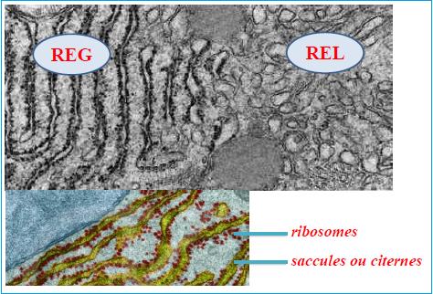 Les organites de la cellule animale et végétale | Bio faculté