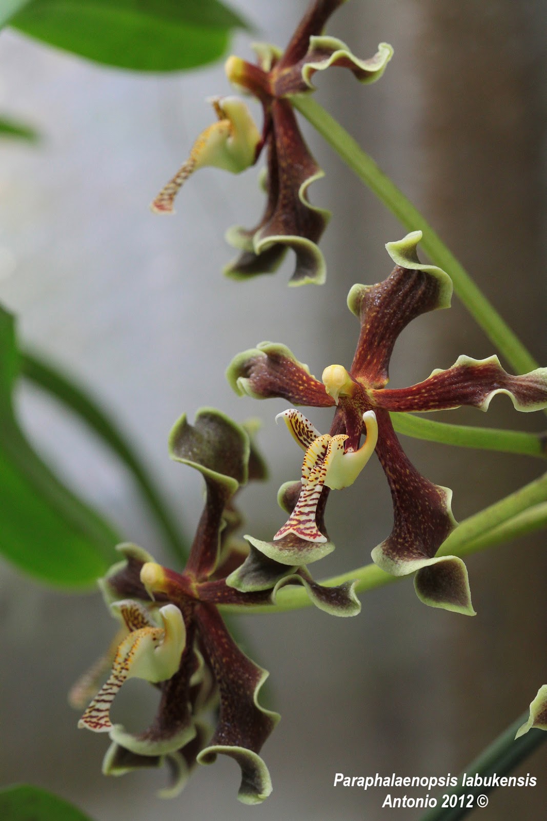 Orquídeas por Antonio: Paraphalaenopsis labukensis, una nativa de Borneo.