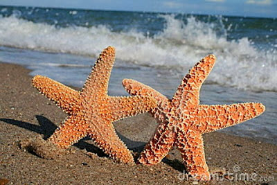 Starfish Facts for Kids - What is a Starfish?