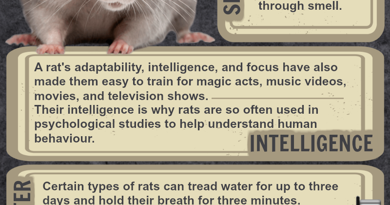 SCG Niagara: INFOGRAPHIC: Fascinating RAT Facts