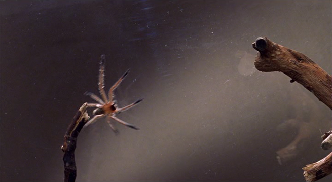 Spider-Man (2002): MOVIE SPOILER SUMMARY (after capsule review ...