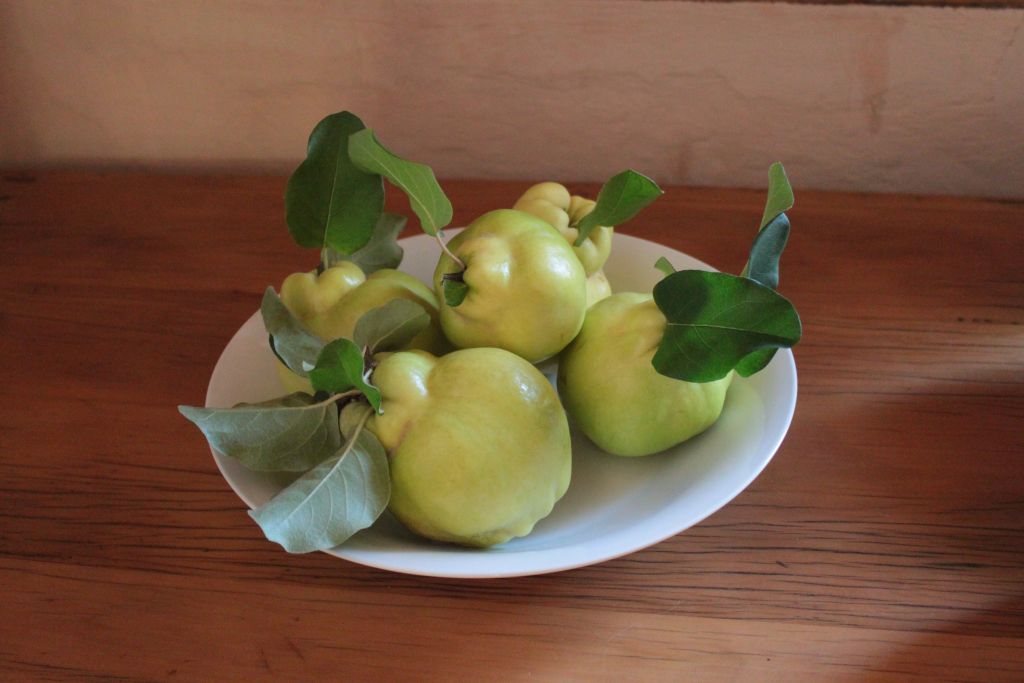 Towerwater Aan De Breede: Quinces in autumn