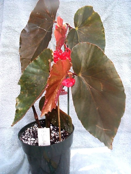 Всё о бегониях и не только...: Begonia 'Sandia'