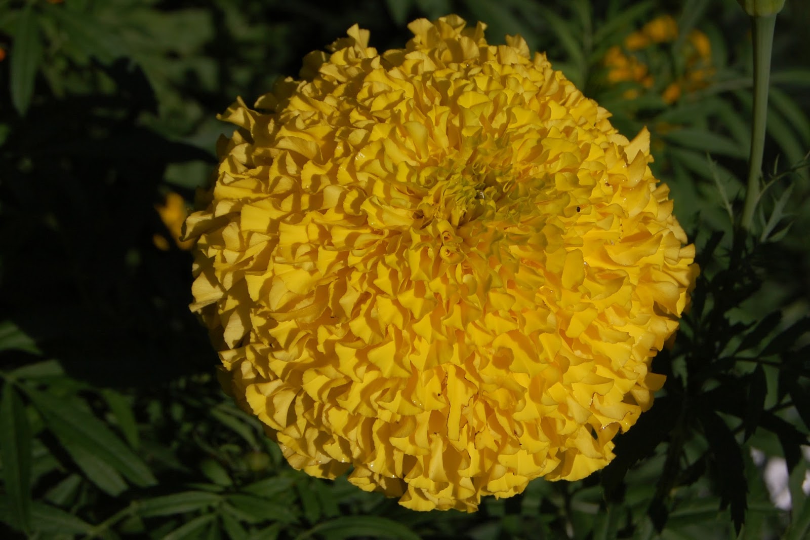 Fist-Sized Marigolds | Rotary Botanical Gardens