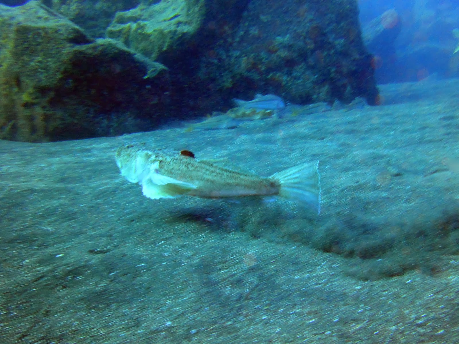 Check the Sea. Web de buceo y fotografía submarina de las Islas ...