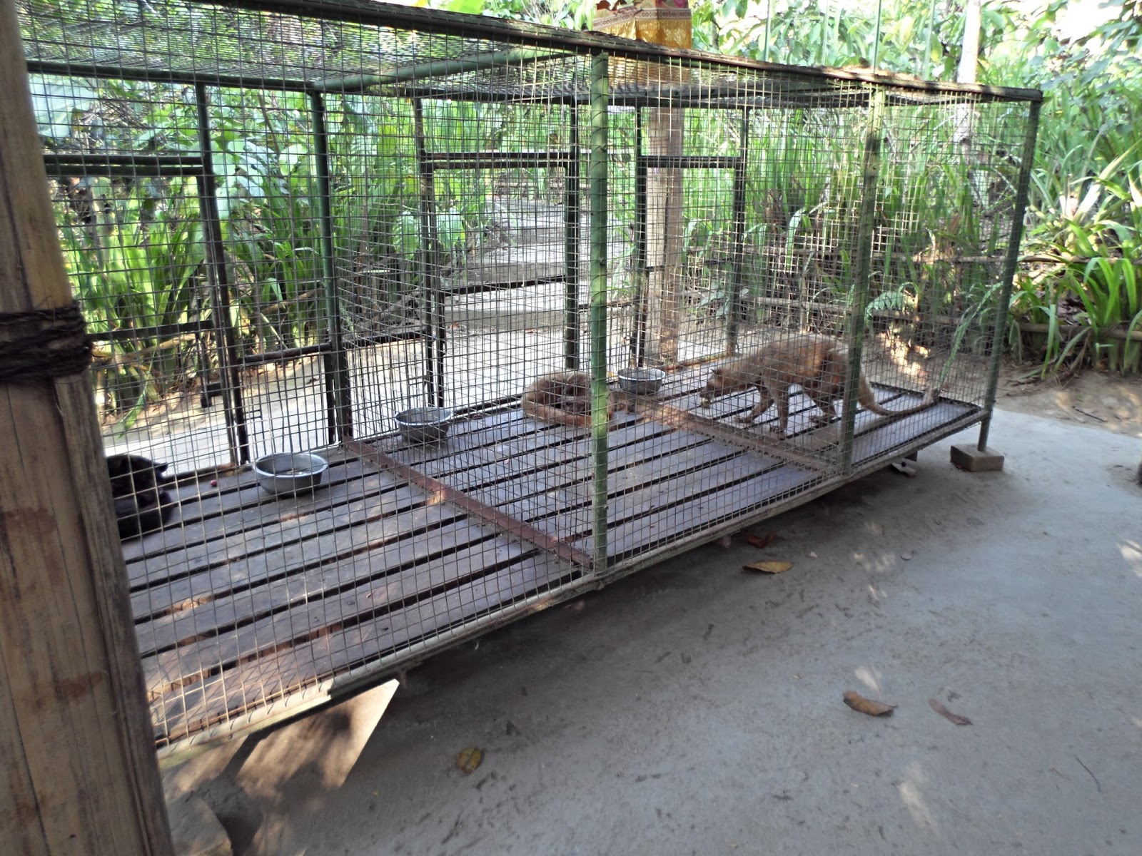 Food, Travel and Life: Satria Agrowisata, Bali - Tea and Coffee Tasting