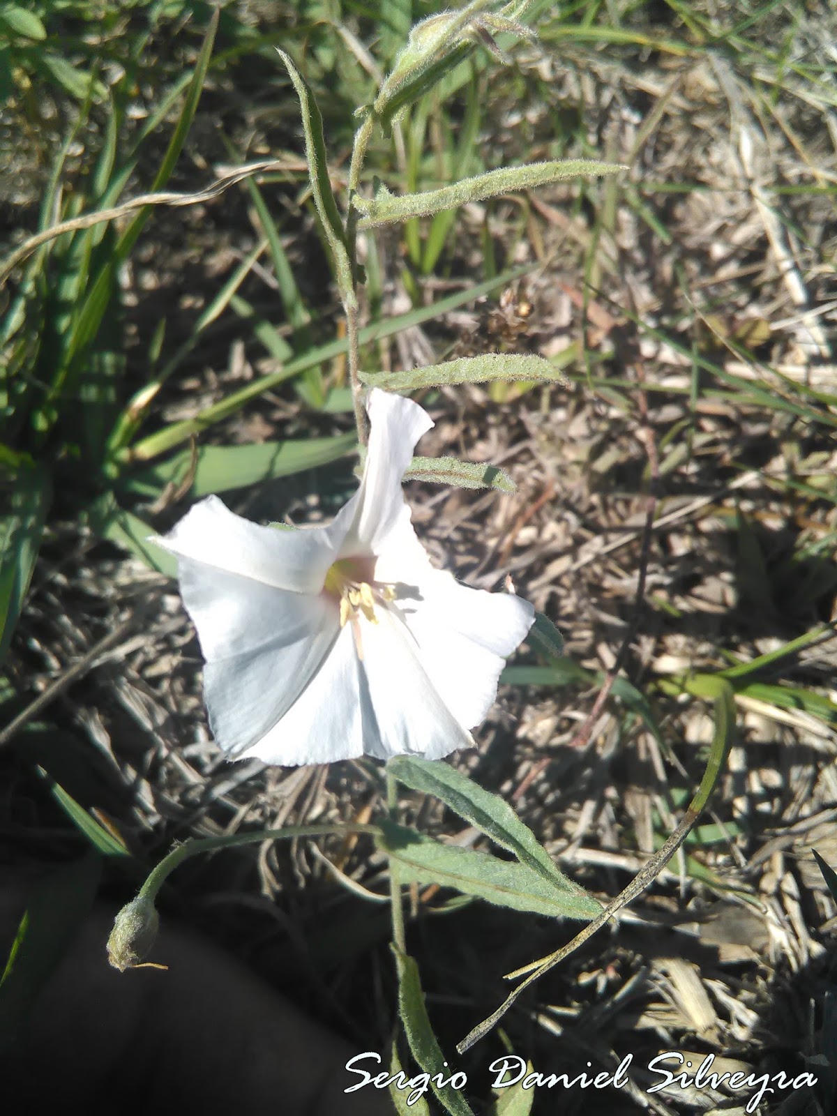 Flora Nativa de Entre Rios
