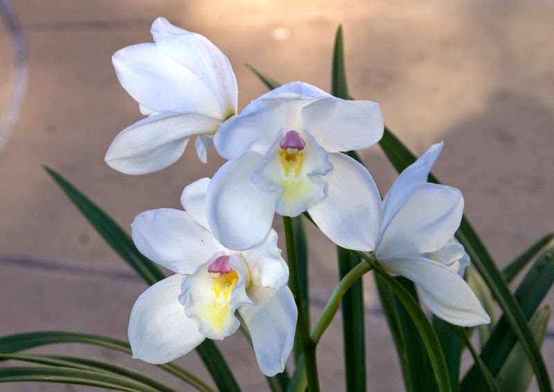 Organic Garden Dreams: White Cymbidium Orchids