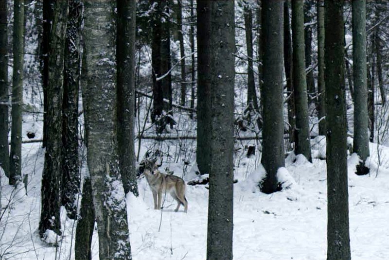 Cinéma : Dans les bois, documentaire de Mindaugas Survila - Paris la ...