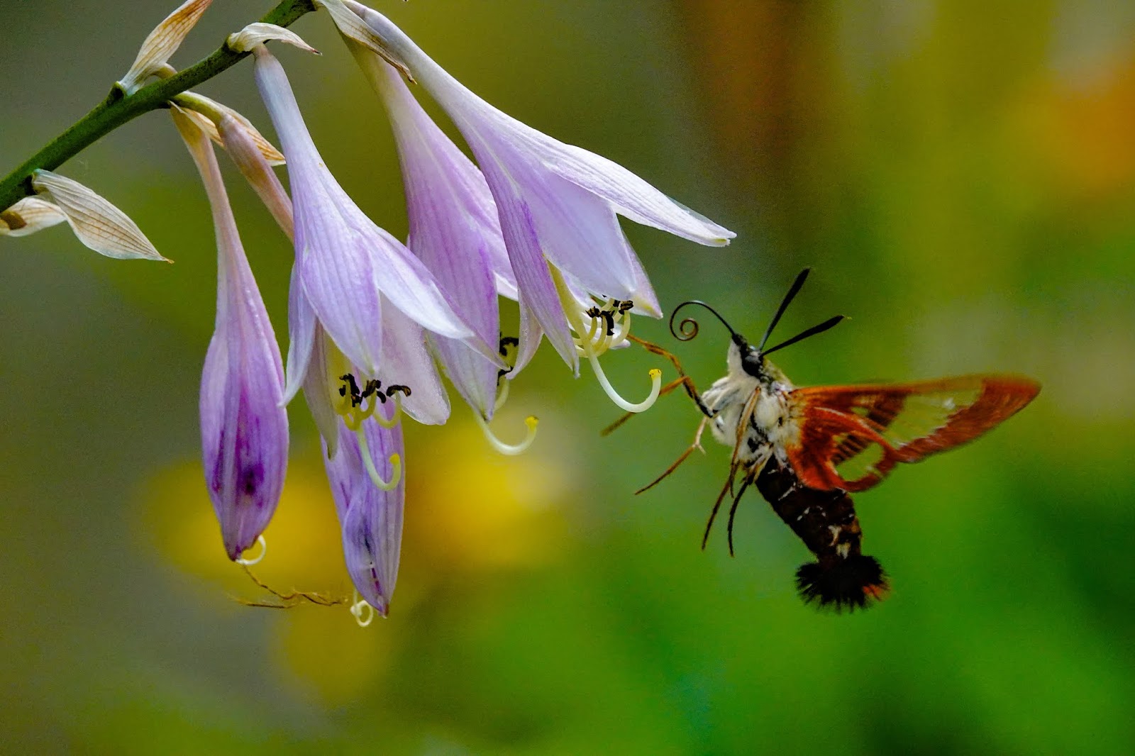 Gale's Photo and Birding Blog: Clearwing Hummingbird Moth