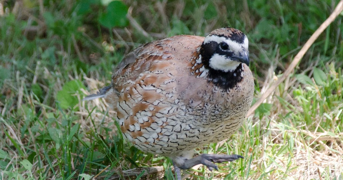 Urban Wildlife Guide: Bobwhite!