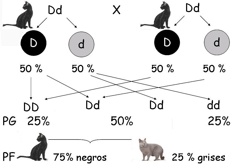 Mendel y sus experimentos: Las Teorias de Mendel