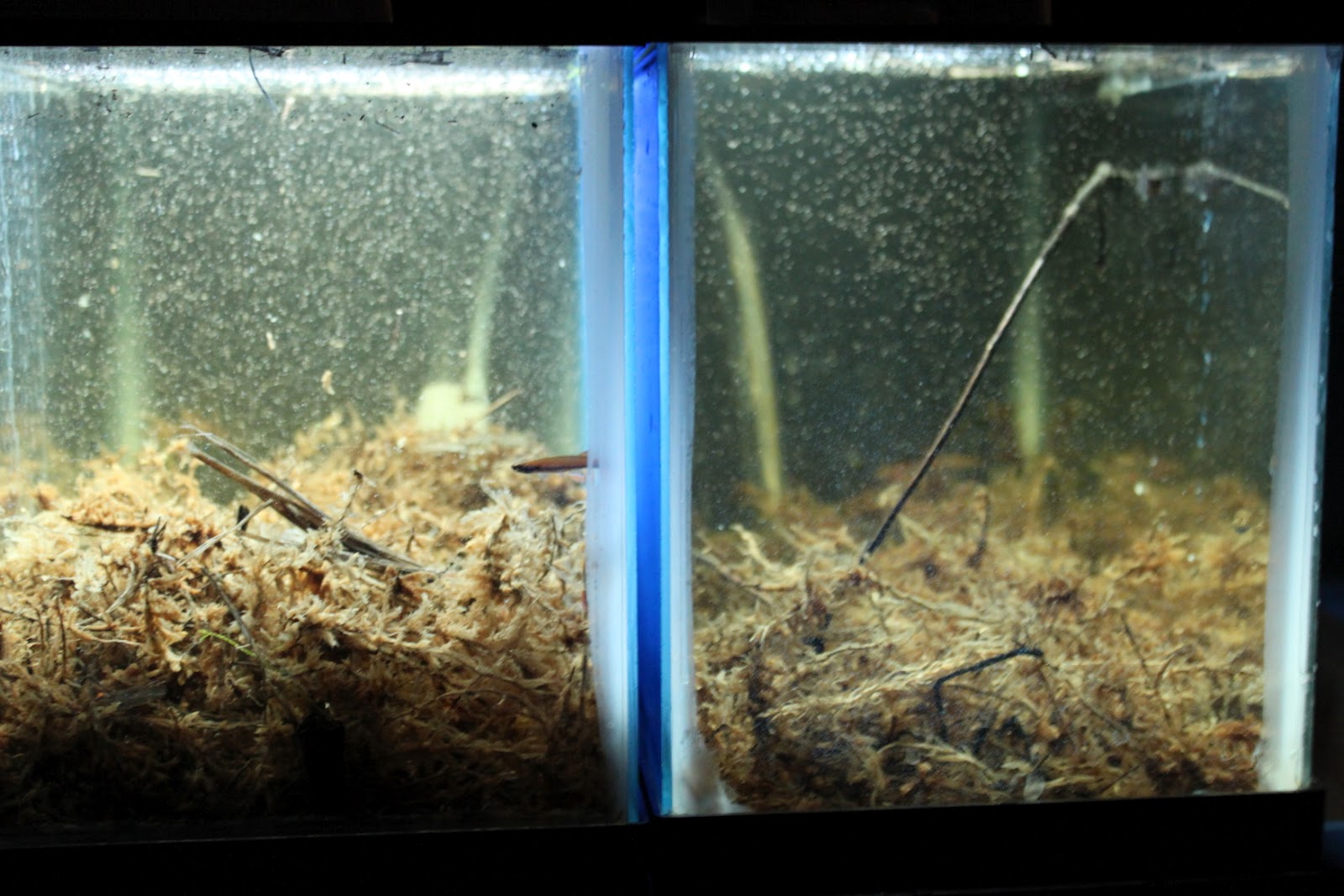 Breeding Laimosemion xiphidius